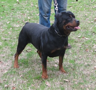 Von Warterr Rottweilers | German Rottweiler Puppies For Sale